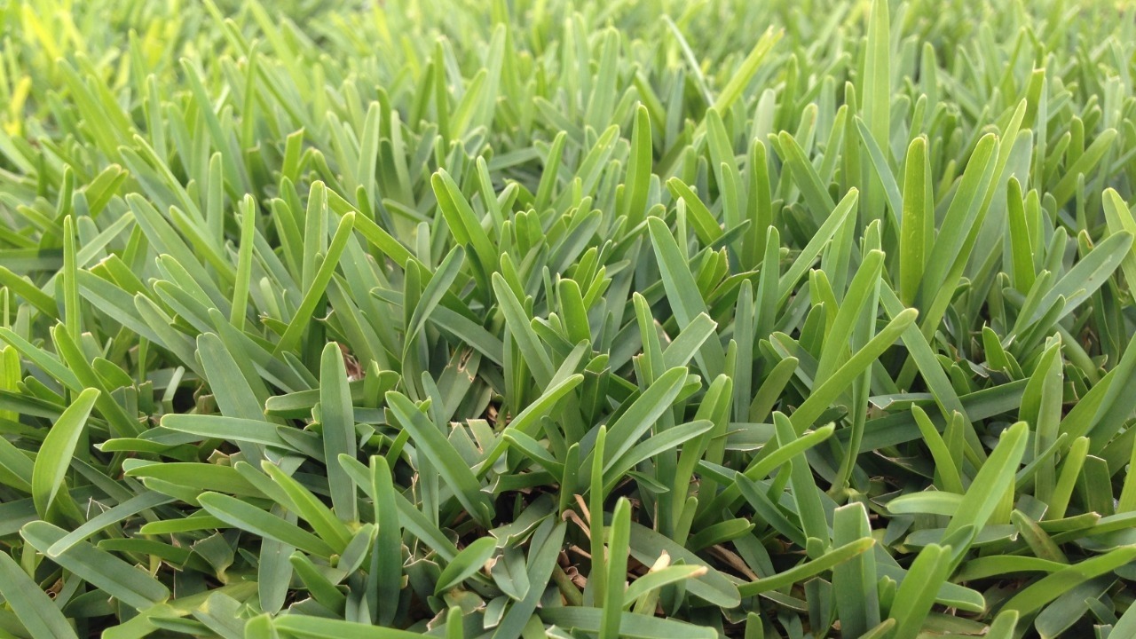 Grama de santo agostinho - Plantio e cuidados - Projeto Jardinando