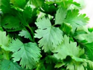 Como cultivar o Coentro - Coriandrum sativum - Projeto Jardinando