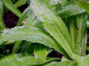 Como cultivar o Coentro - Coriandrum sativum - Projeto Jardinando