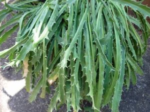 Como cultivar o Coentro - Coriandrum sativum - Projeto Jardinando