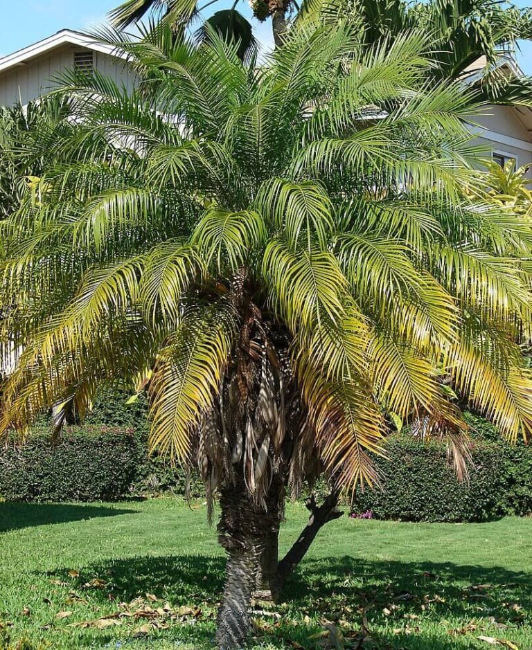 Palmeira Fênix - Phoenix roebelenii - Projeto Jardinando